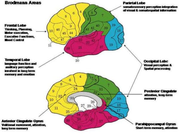 3-D sLORETA Z Score Neurofeedback – Applied Neuroscience, Inc.